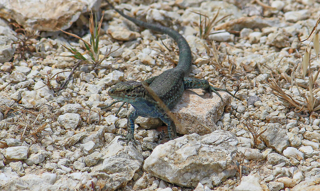 Sonstige Tiere – KABAMA-Fotowelt